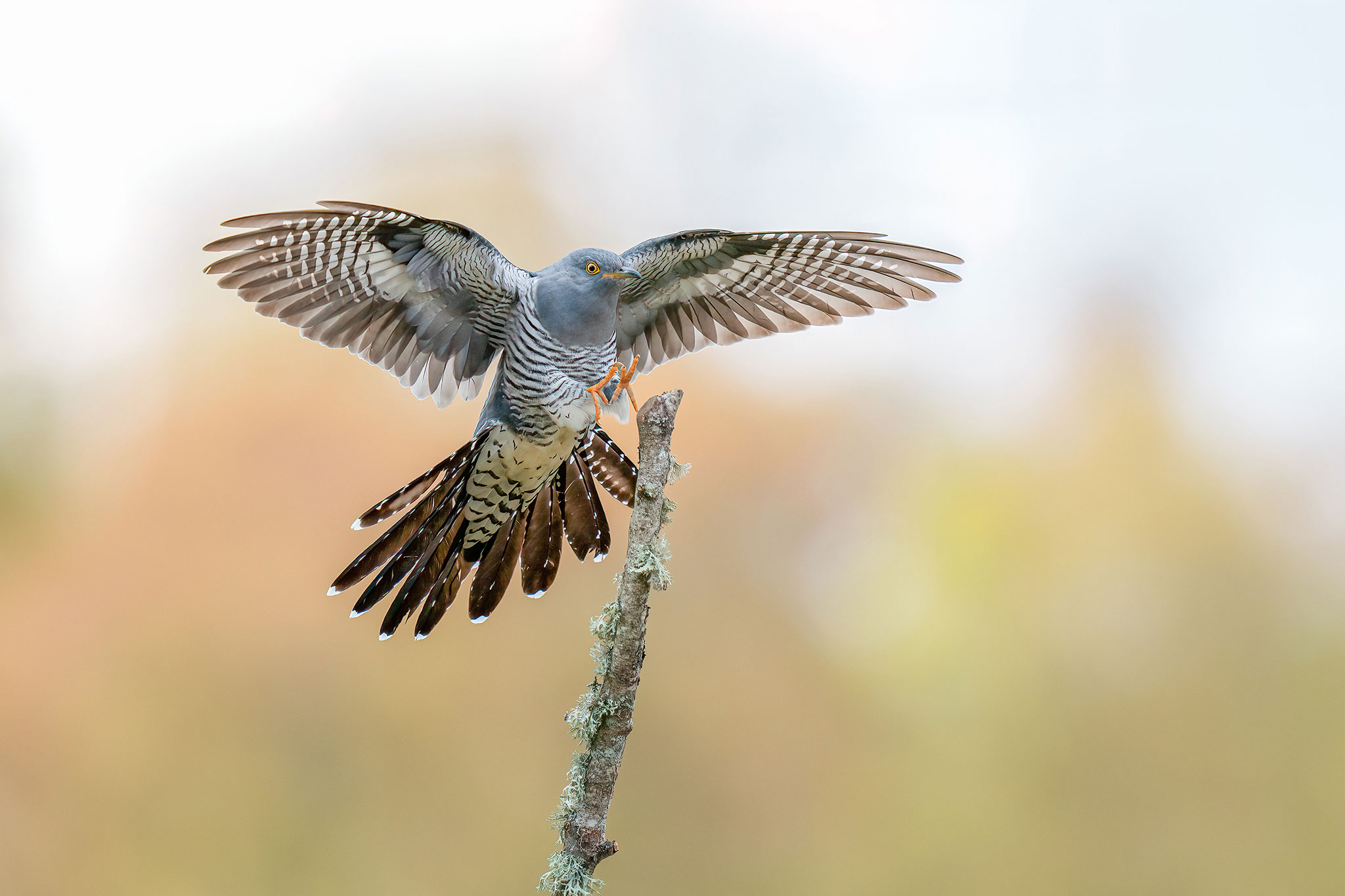 Tuinvogels I Alle informatie over de koekoek